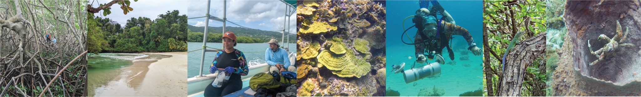 Apply | GEOPAths GO: Jamaica | Jackson School of Geosciences | The University of Texas at Austin