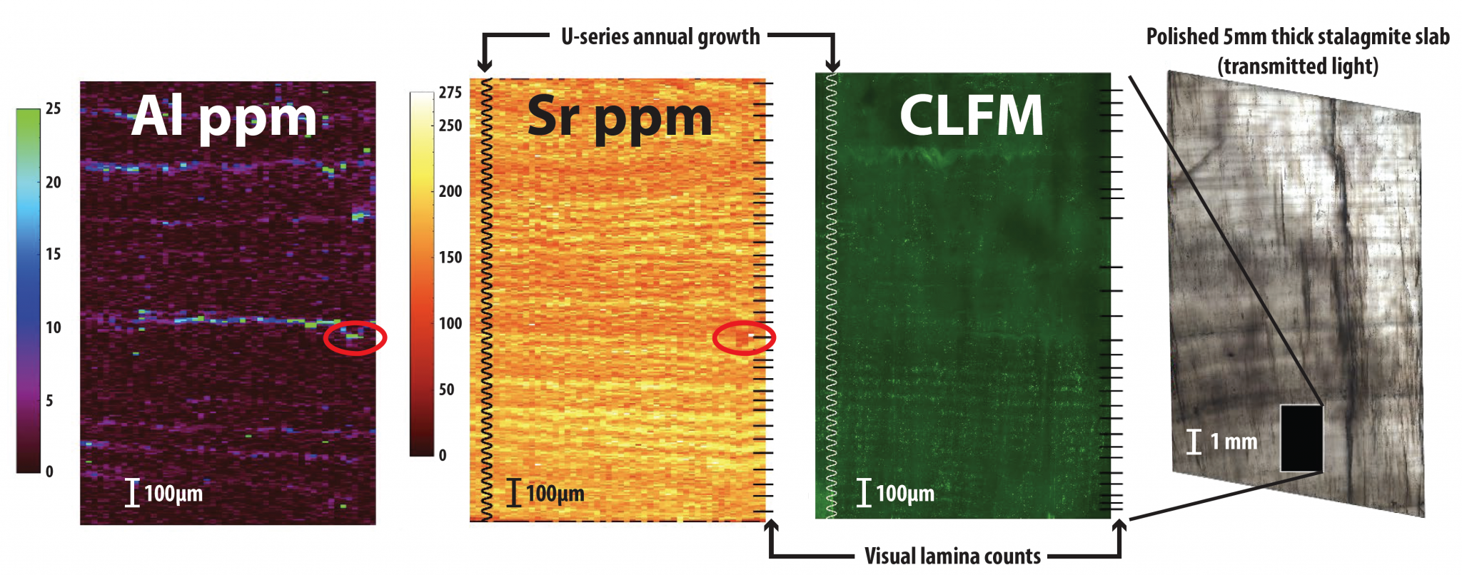 Stalagmite 2D chemical mapping of seasonal growth layers | Quadrupole ...