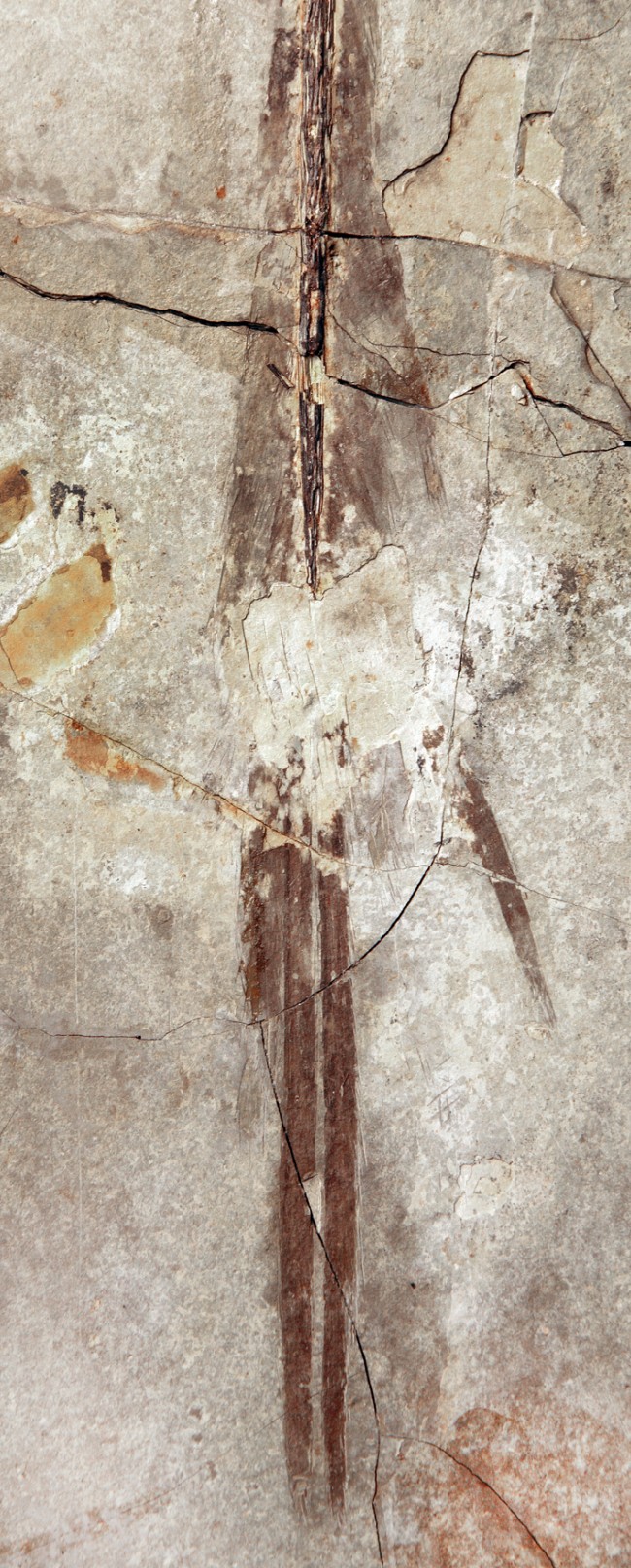 Iridescent, Feathered Dinosaur Offers Fresh Evidence That Feathers ...