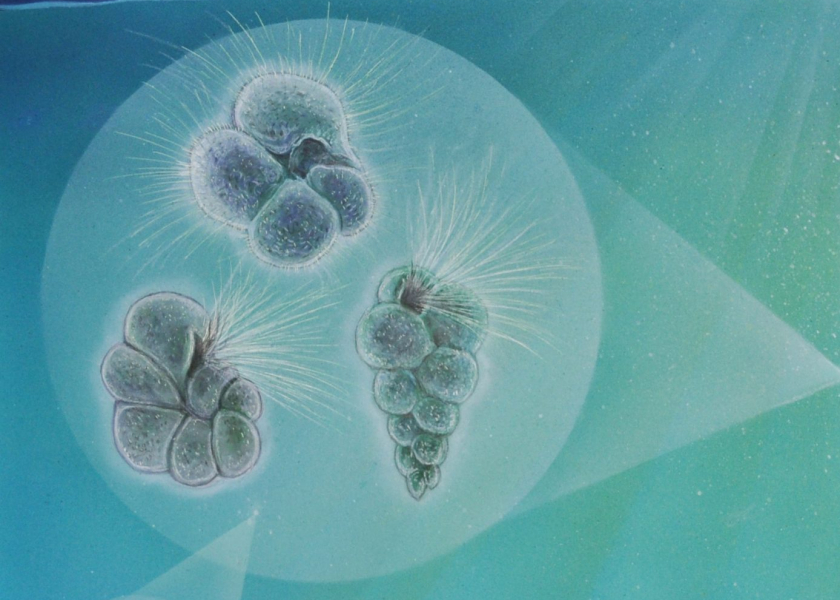 Evidence of ‘Lightning-Fast’ Evolution Found After Dino-Killing ...