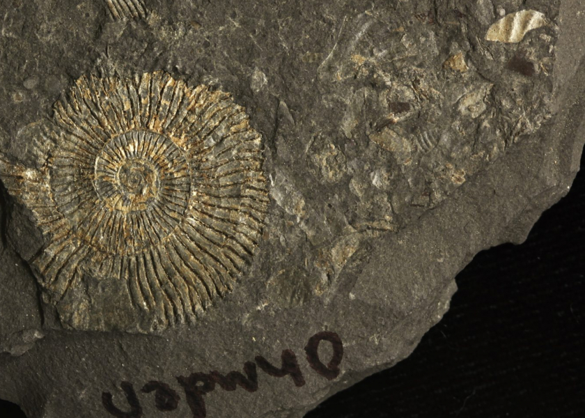 “Golden” Fossils Reveal Origins of Exceptional Preservation | Jackson ...