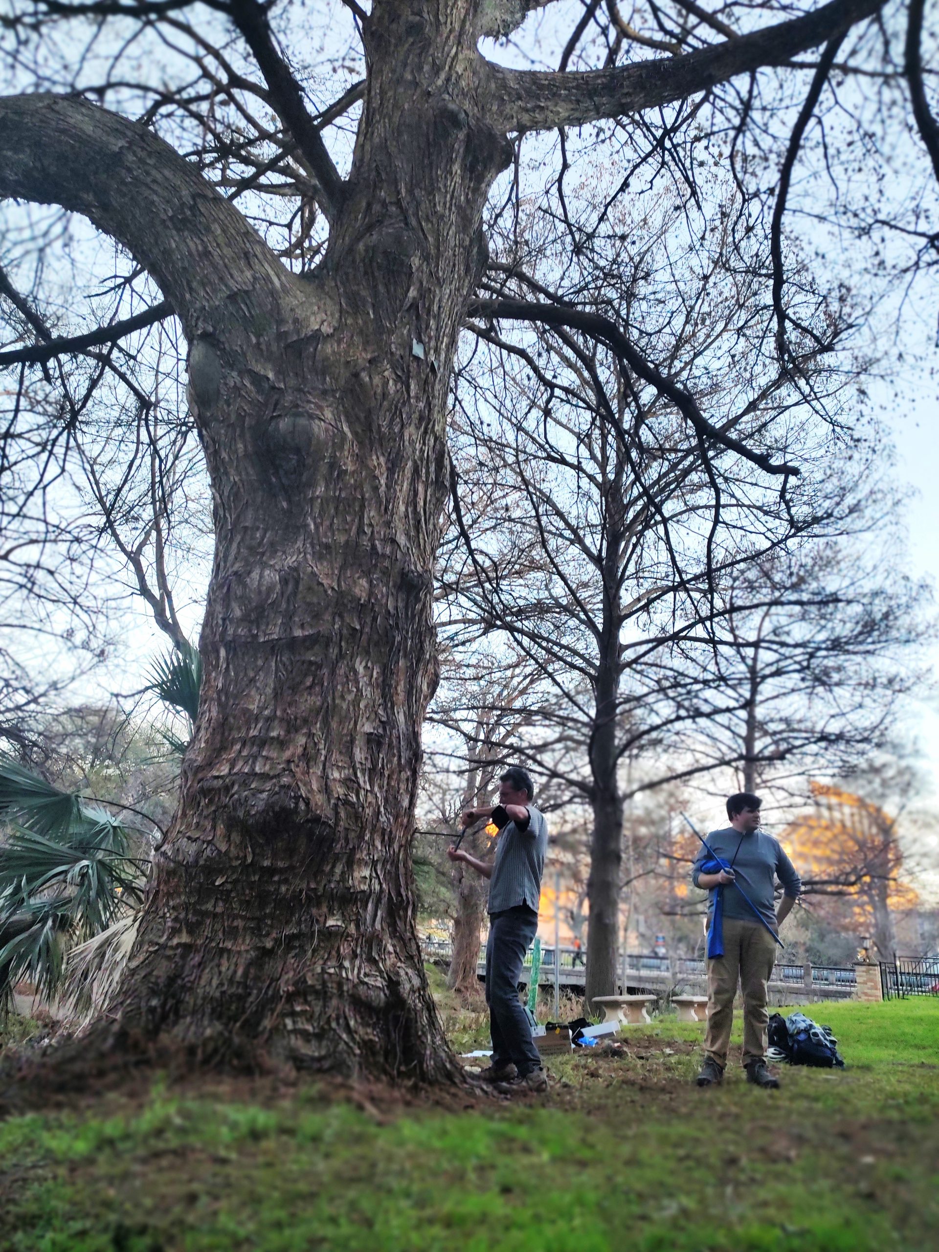 Trees on UT’s Campus Endure Droughts With Help From Leaky Pipes ...
