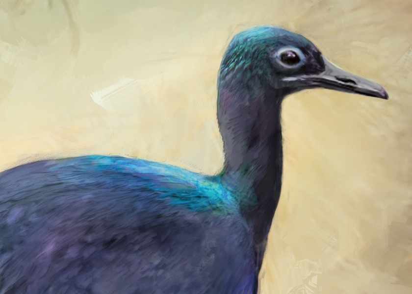 Microscopic Feather Features Reveal Fossil Birds’ Colors and Explain ...