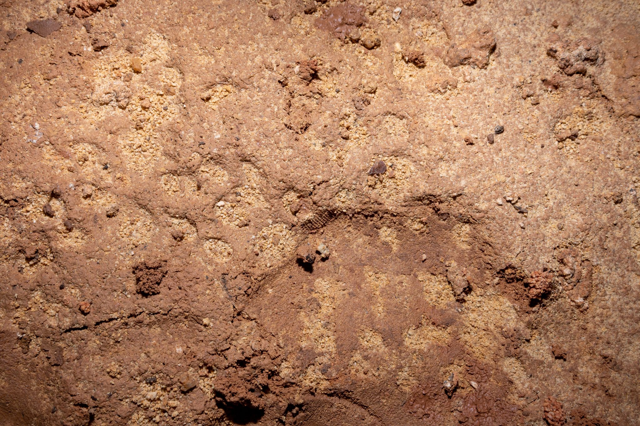 UT Paleontologists Collecting Ancient Cat Fossils from Natural Bridge ...