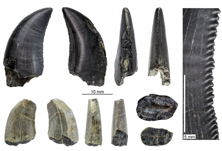 Fossils Reveal Dinosaurs of Prehistoric Patagonia | Jackson School of ...