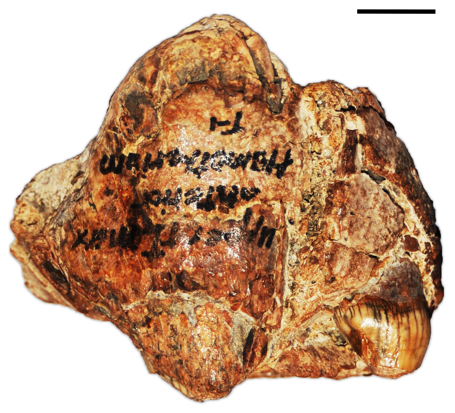 “Ugly” Fossil Places Extinct Saber-Toothed Cat on Texas Coast | Jackson ...