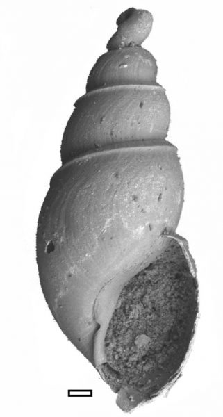 Fossil Snail Shells Offer New Tool for Determining Ancient Ocean ...