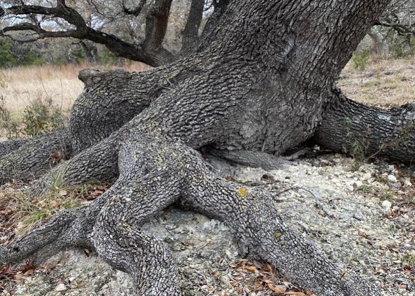 Water In Bedrock is Helping Sustain Trees in Edwards Plateau | Jackson ...