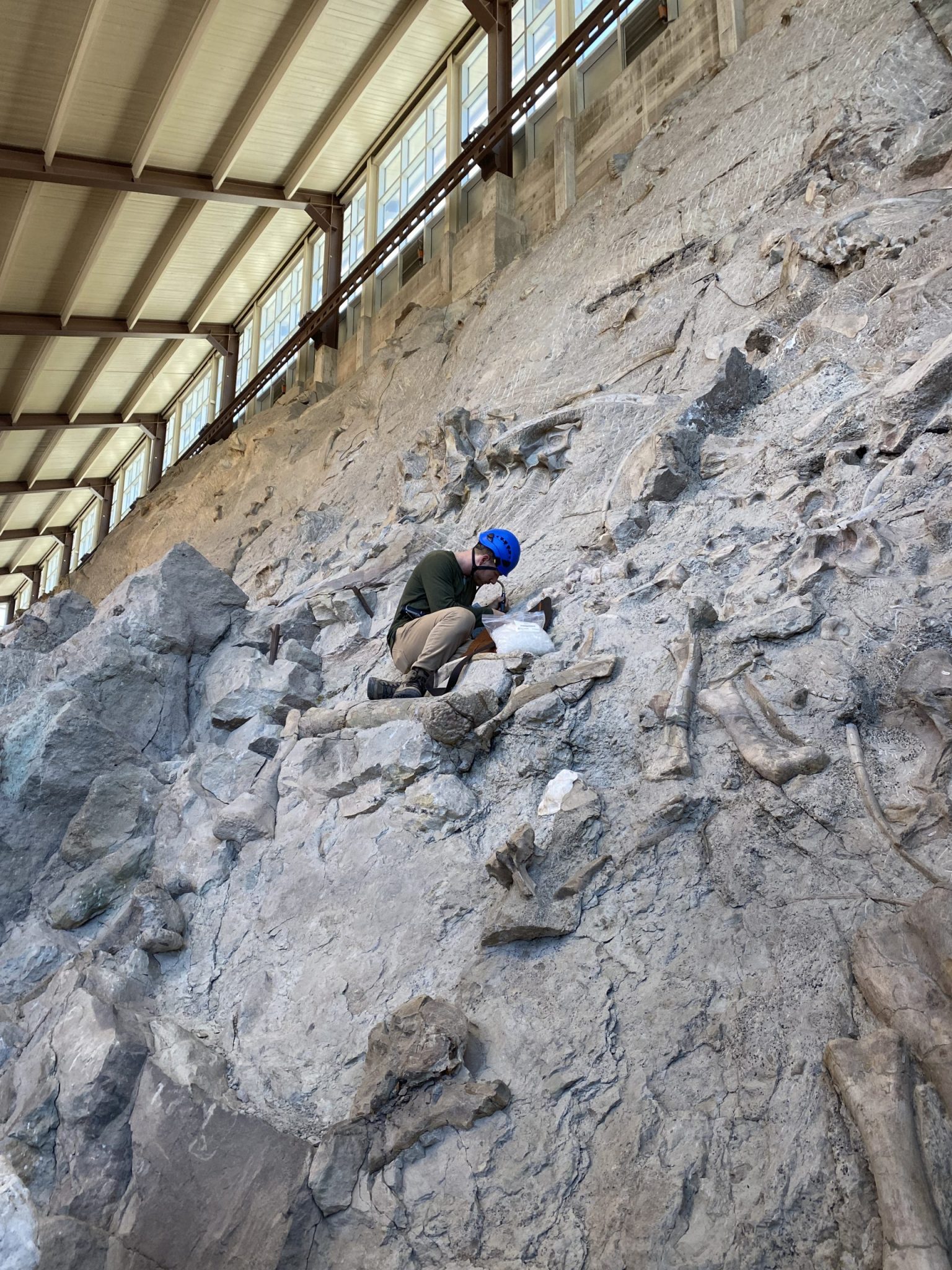 Clues for Dinosaurs’ Diets Found in the Chemistry of Their Fossil Teeth ...