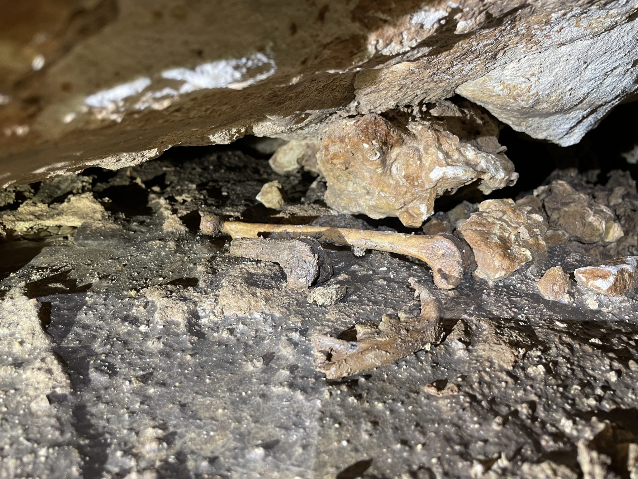 UT Paleontologists Collecting Ancient Cat Fossils from Natural Bridge ...