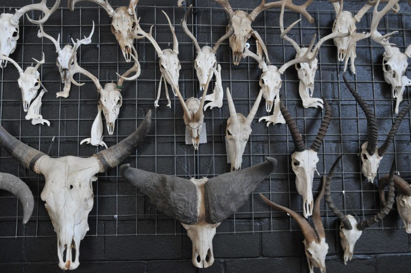 Welcome to the Bone Collection: A Look at the Lab Behind the Tweet ...