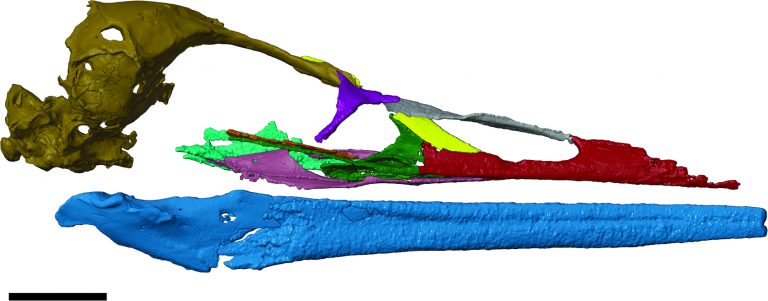 Rare Bird Skull from the Age of Dinosaurs Helps Illuminate Avian ...