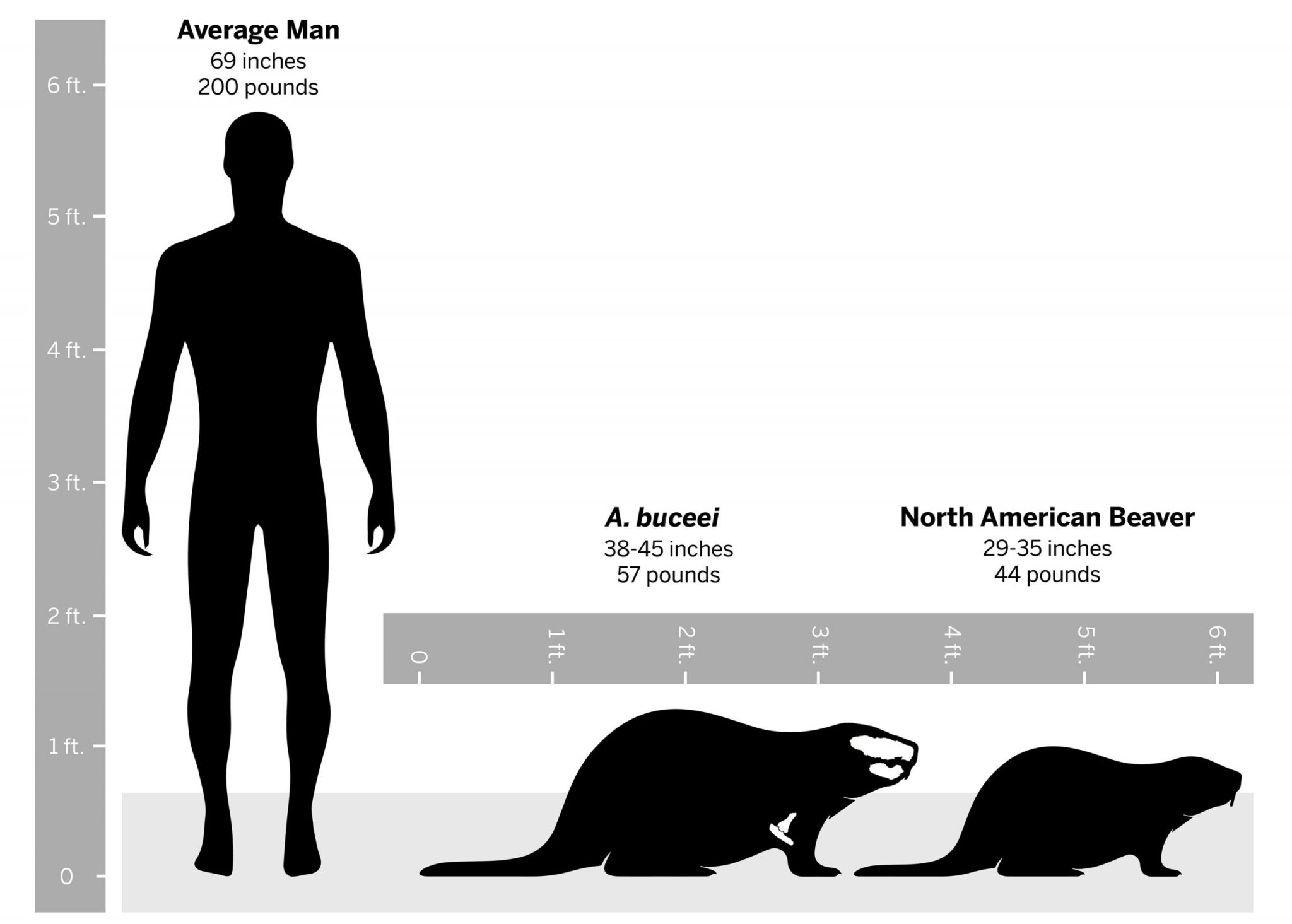 Beaver Fossil Named After Buc-ee’s | Jackson School of Geosciences ...