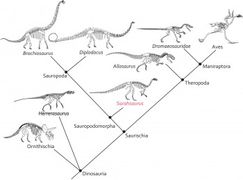 New Fossil Suggests Dinosaurs Not So Fierce After All | Jackson School ...