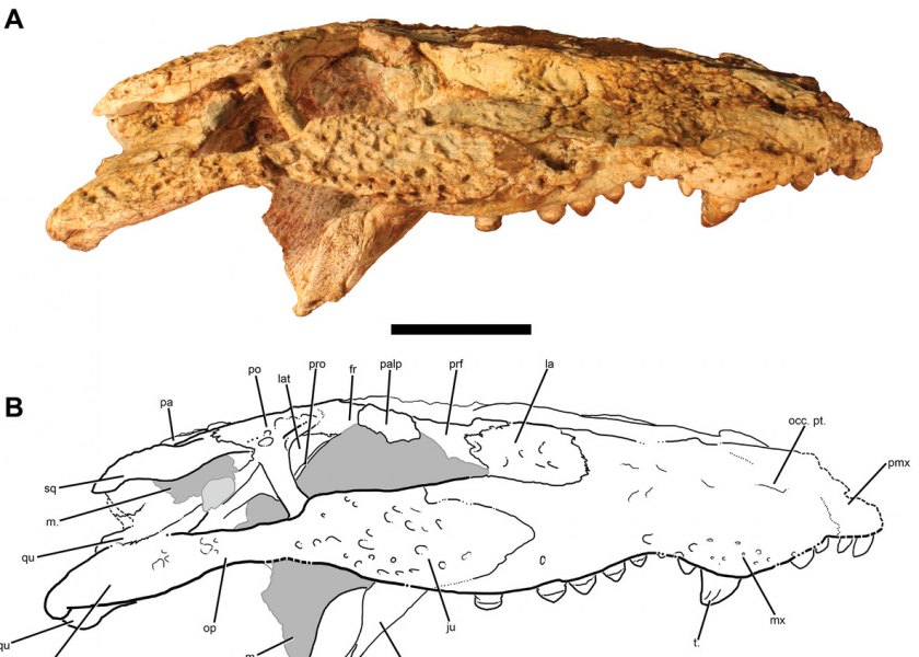 Texas Fossil Helps Clarify Alligator Family Tree | Jackson School of ...