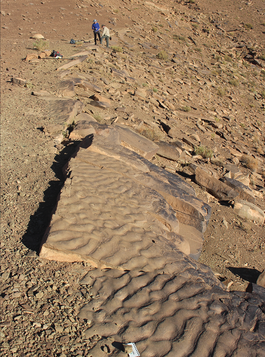 Look Again! Those Wrinkly Rocks May Actually Be a Fossilized Microbial ...