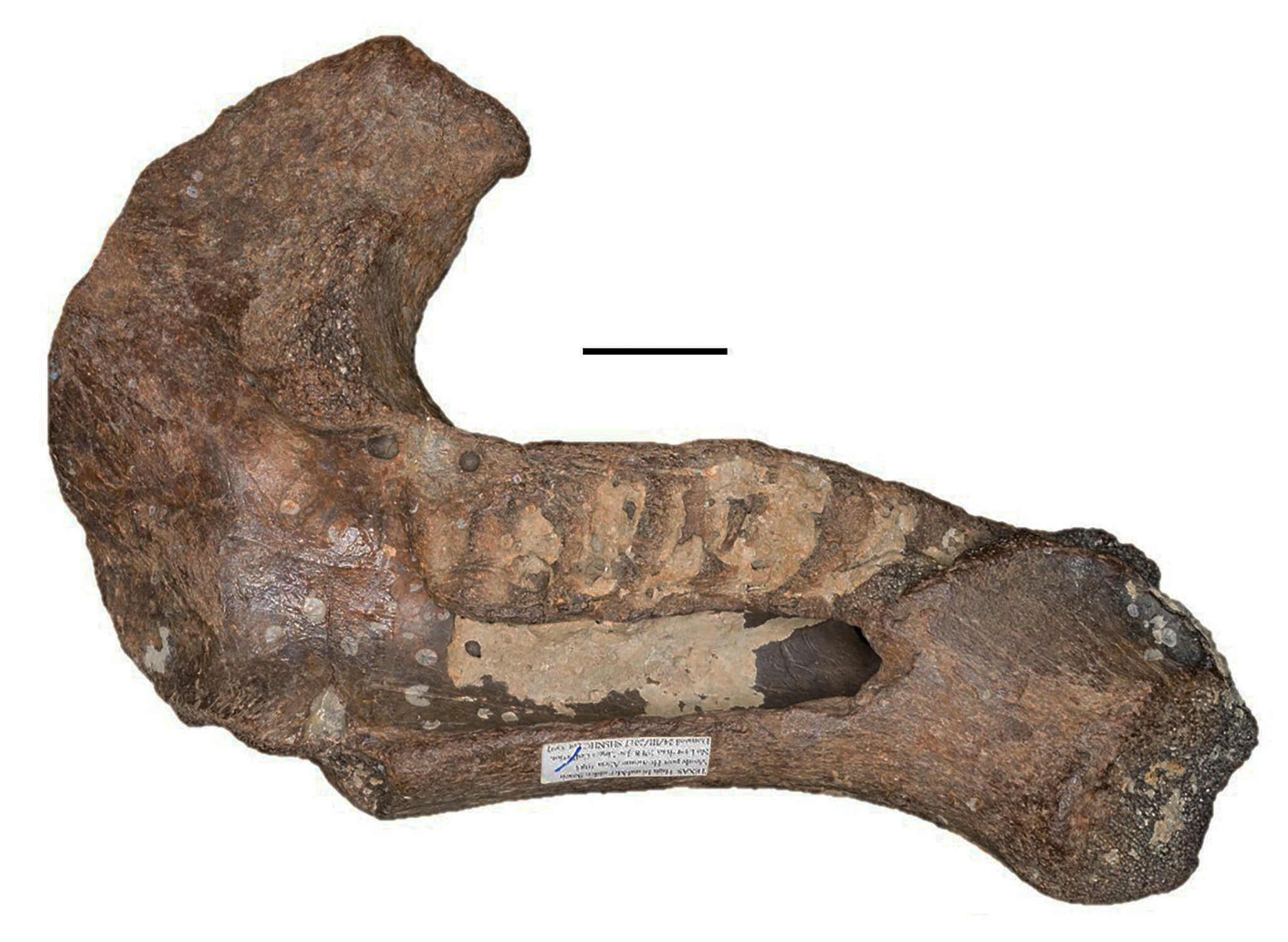 Ice Age Manatees May Have Called Texas Home | Jackson School of ...