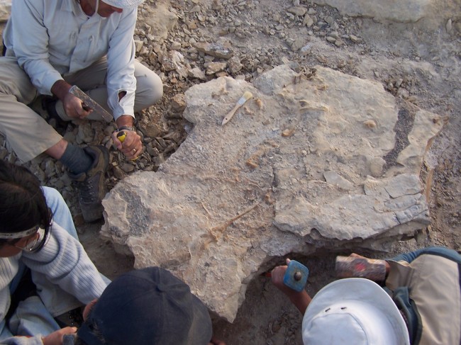 Fossilized Giant Penguin Reveals Unusual Colors, Sheds Light on Bird ...