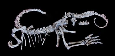 Newly Described Fossils Could Help Reveal Why Some Dinos Got So Big ...