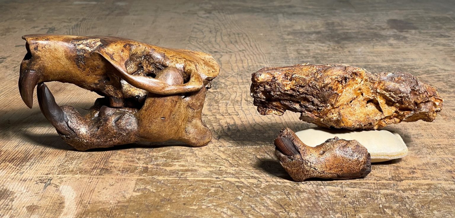 Ancient Buc-ee Beaver | Jackson School of Geosciences | The University ...