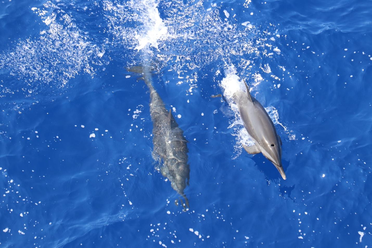 MCS Survey of the Blake Plateau : Science Y'all : Jackson School of ...