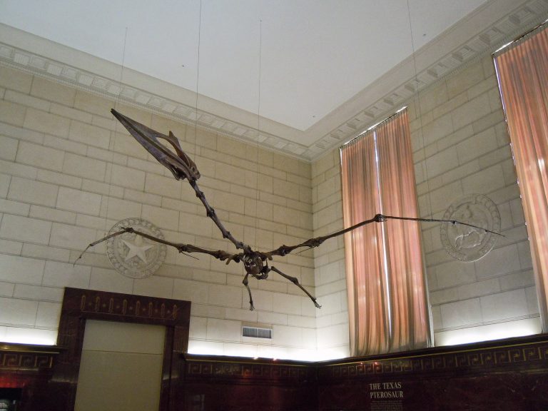 Pterosaurs of Big Bend | Texas Vertebrate Paleontology Collections ...