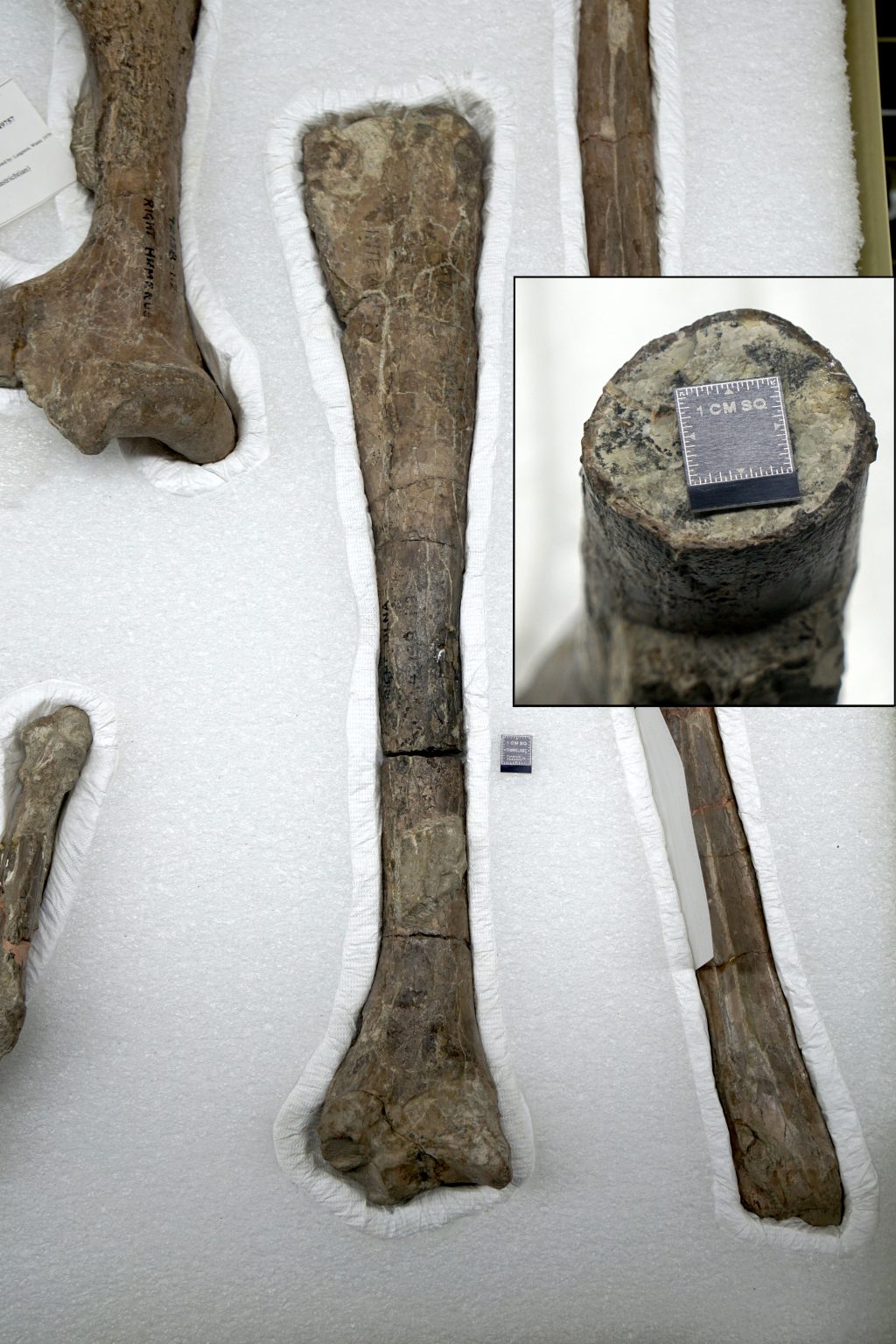 Pterosaurs of Big Bend | Texas Vertebrate Paleontology Collections ...